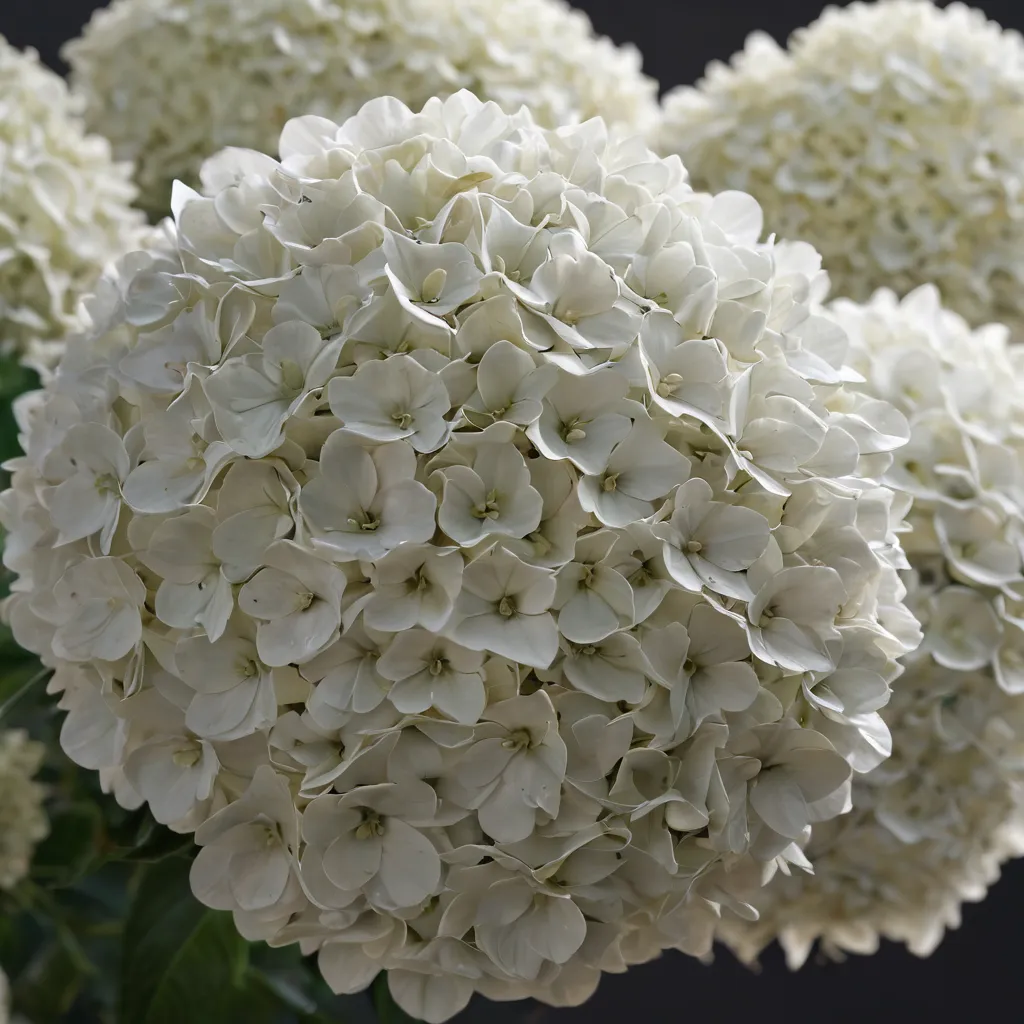 The Ultimate Guide to Growing White Hydrangeas